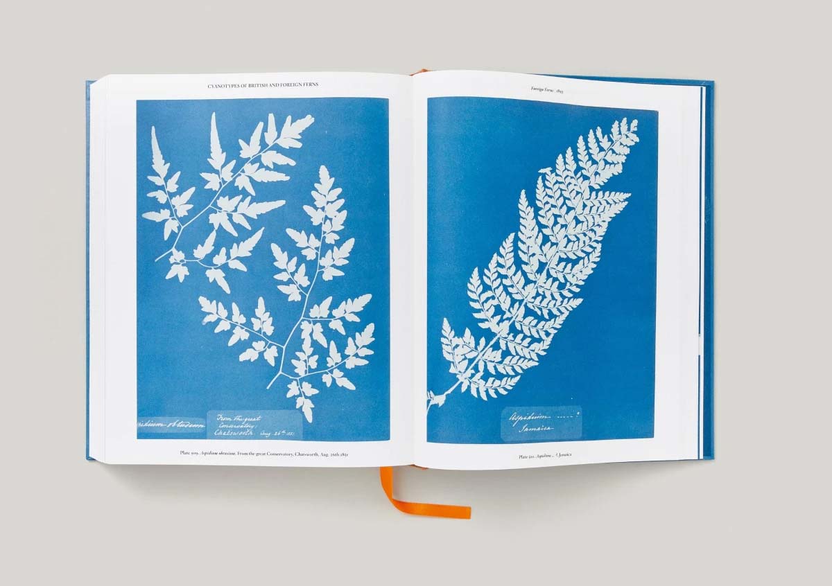 Ce este cianotipia și cum funcționează tehnica cyanotype - Pictorshop ...